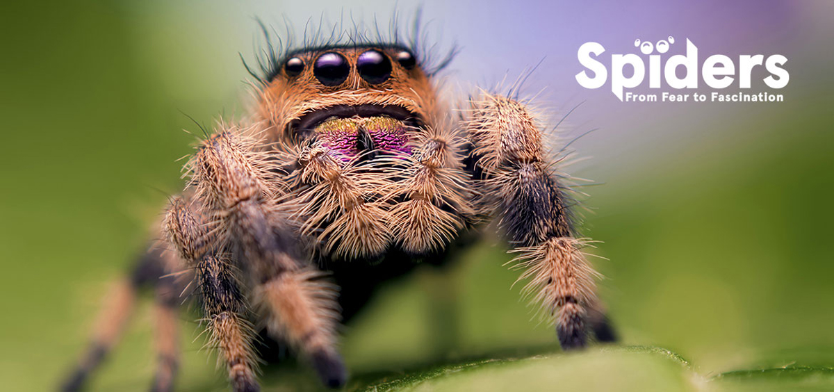 Exhibition – Spiders – The Exhibitions Agency